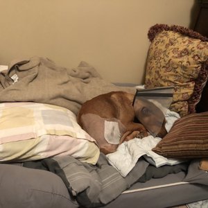 COMPANIONS ANIMAL HOSPITAL - Updated November 2024 - 31 Photos & 51 ...