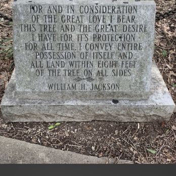 THE TREE THAT OWNS ITSELF - Updated October 2025 - 22 Photos & 15 ...