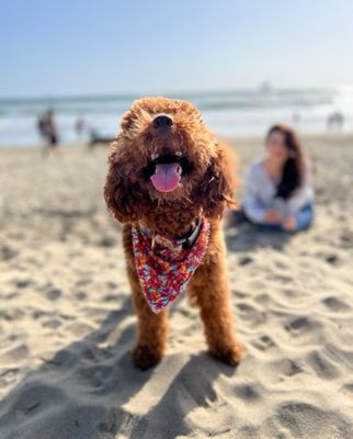 HUNTINGTON DOG BEACH - Updated March 2026 - 2488 Photos & 1214 Reviews ...