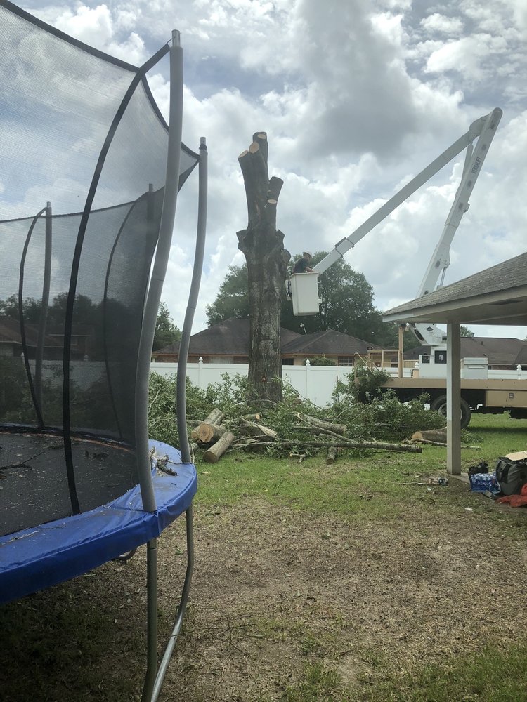 BAYOU TREE SERVICE - Updated July 2024 - 18 Photos - 2982 Varsity St ...