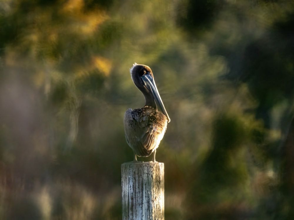 LOCAL AND COMPANY FOOD+DRINK - Updated September 2025 - 267 Photos ...