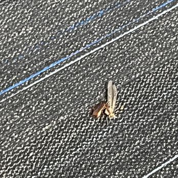 CAPRI ON CAMELBACK - Updated January 2026 - 68 Photos & 34 Reviews ...