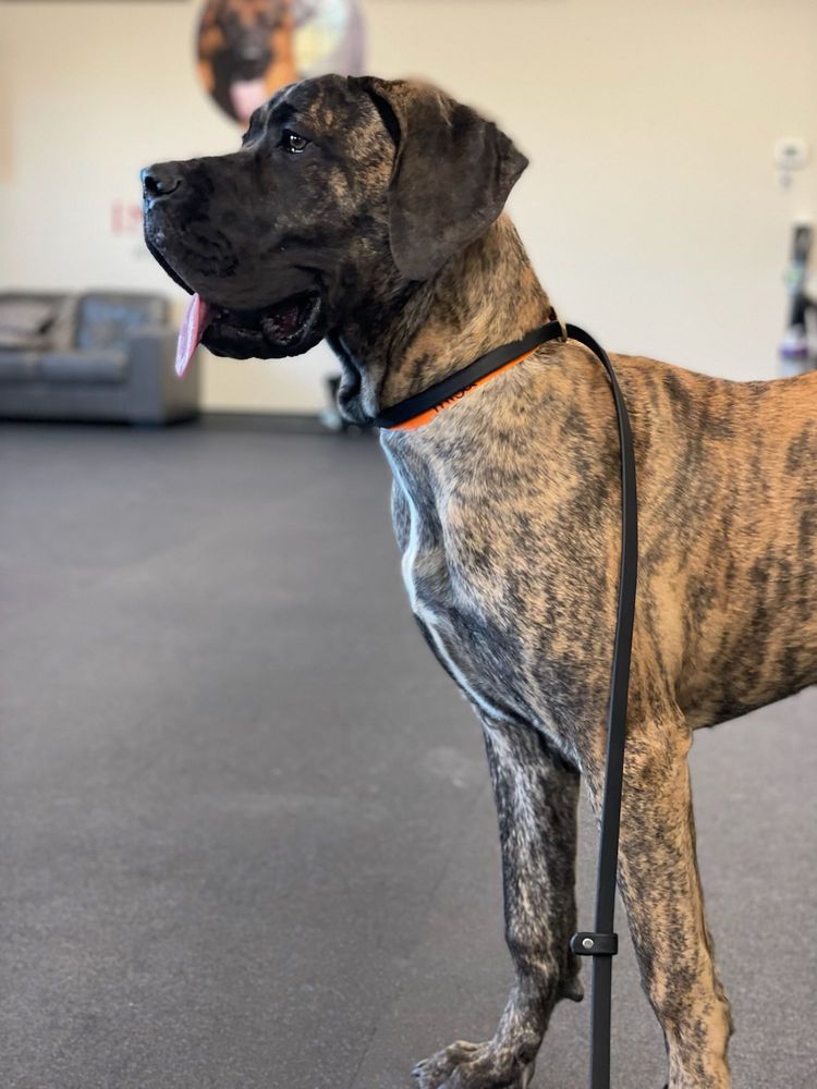 K9 COUNTRY CLUB - 62 Photos & 78 Reviews - 19223 E Appleway Ave ...