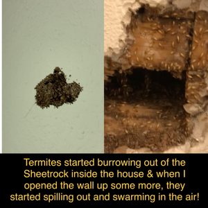 BERRETT PEST CONTROL - Updated July 2025 - 31 Photos & 166 Reviews ...