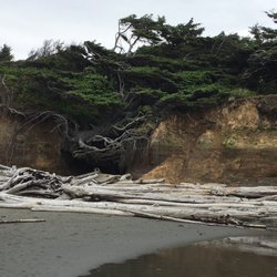 TREE OF LIFE - 26 Photos - 101 Old State Hwy, Forks, Washington ...