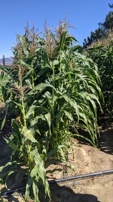 TREE OF LIFE NURSERY - Updated September 2025 - 110 Photos & 70 Reviews ...