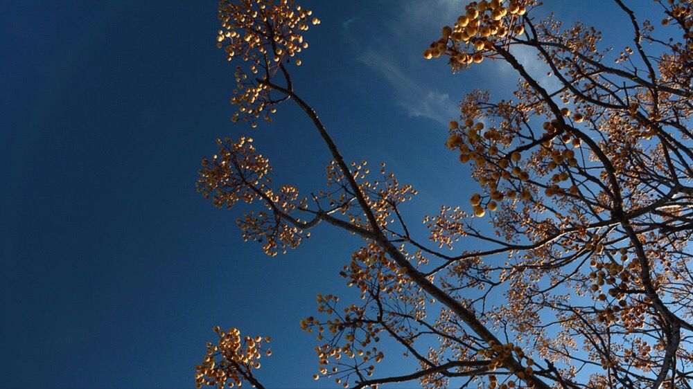 JAMES STRUNK PHOTOGRAPHY - Copperas Cove, Texas - Real Estate ...