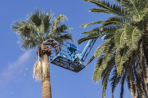 TREE PROS - Updated October 2025 - 52 Photos & 226 Reviews - 2836 W ...