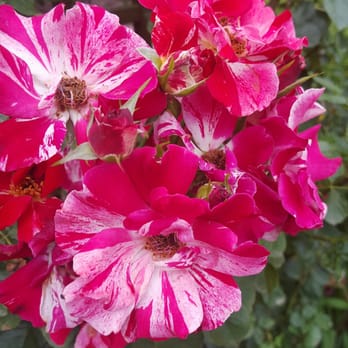 BON AIR PARK - Updated May 2024 - 542 Photos & 24 Reviews - 850 N ...