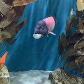 Point Defiance Zoo & Aquarium - 1149 Photos & 394 Reviews - Zoos - 5400 ...