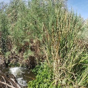 TRES RIOS WETLANDS - Updated October 2025 - 43 Photos - Phoenix ...