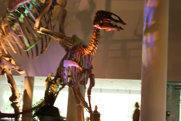 NATURALIS MUSEUM - Updated May 2025 - 13 Photos - Leiden, Zuid-Holland ...