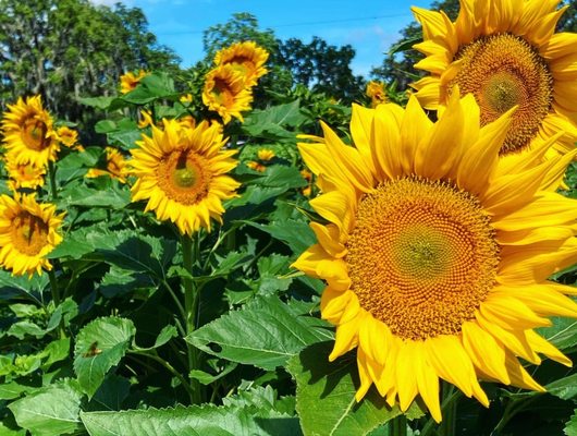 SWEETFIELDS FARM - 181 Photos & 58 Reviews - 17250 Benes Roush Rd ...