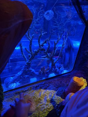 SEA LIFE MICHIGAN AQUARIUM - Updated January 2025 - 386 Photos & 202 ...