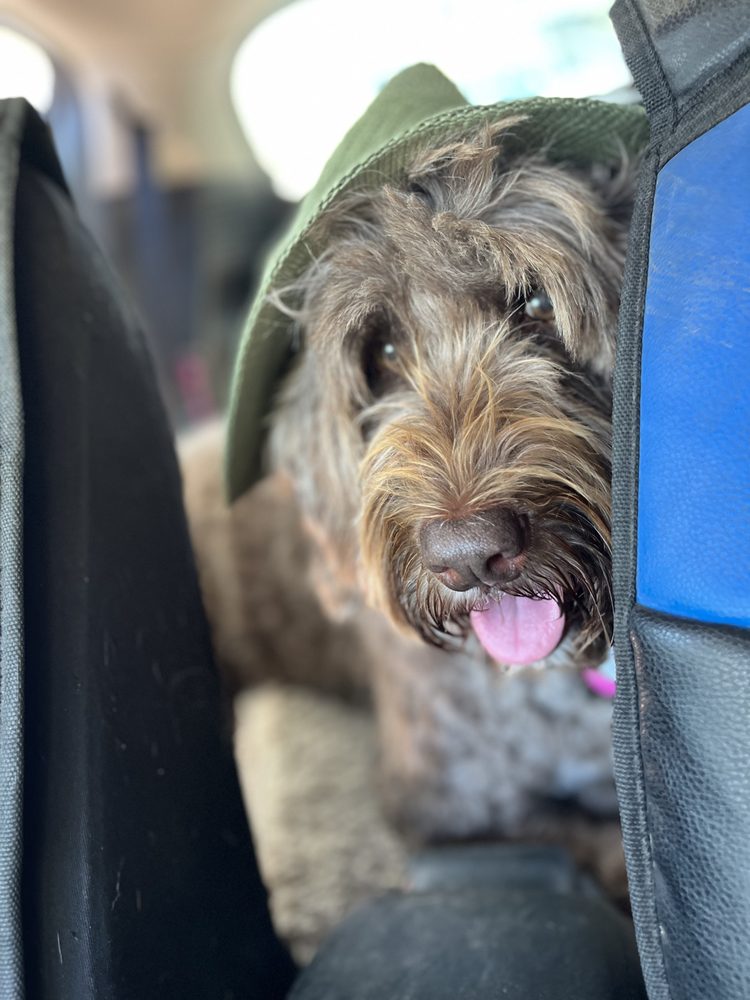 WAG2 A PAWS GROUP NATURE HIKES AND PET SITTING - 16 Photos - Summerland ...