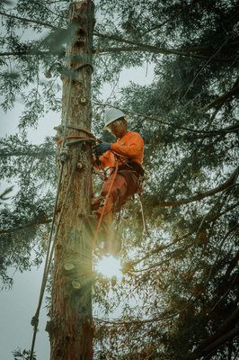 PRODIGY WORKS TREE SERVICE - Updated December 2025 - 324 Photos & 106 ...