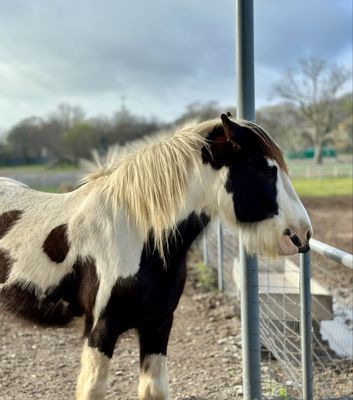 SHARKAROSA WILDLIFE RANCH - Updated January 2026 - 312 Photos & 136 ...