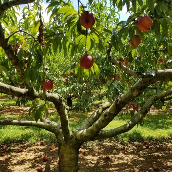 BATTLEVIEW ORCHARDS - Updated December 2024 - 599 Photos & 276 Reviews ...