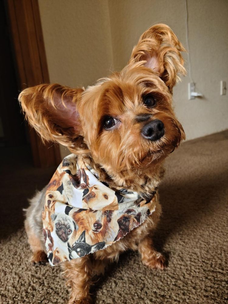 HAPPY HOOVES AND PAWS DOG GROOMING - Junction City, Oregon - Pet ...