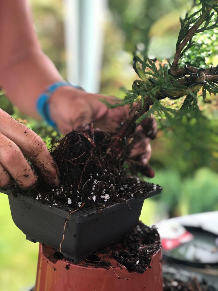 STREAMSIDE TREES - Updated December 2024 - 43A Basingbourne Rd, Fleet ...