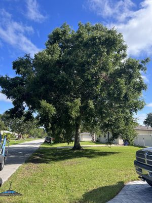 OPRE’S TREE SERVICE - Updated November 2025 - 18 Photos - Port Orange ...