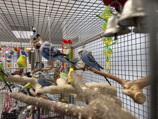 PARROT STARS - Updated September 2025 - 162 Photos & 39 Reviews - 115 N ...