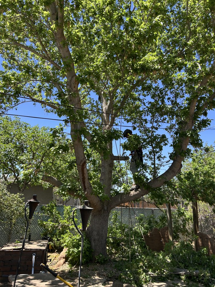 ARIZONA ARBORSCAPE - Updated September 2025 - Request a Quote - Sierra ...