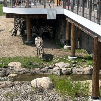 THE TOLEDO ZOO - Updated June 2024 - 975 Photos & 299 Reviews - 2 Hippo ...