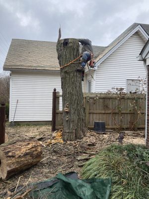 RAMIREZ TREE SERVICE 512 - Updated October 2025 - 170 Photos & 10 Reviews - Pflugerville, Texas ...
