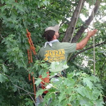 TARZAN TREE REMOVAL - Updated July 2025 - 286 Photos & 52 Reviews ...