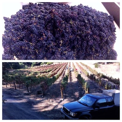 THE GREAT GRAPE STOMP - Updated July 2025 - 1795 3rd St, Napa ...