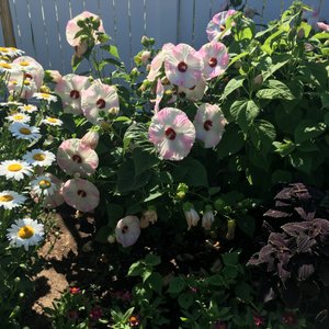 MAPLEWOOD FAMILY AQUATIC CENTER - Updated November 2024 - 15 Photos ...