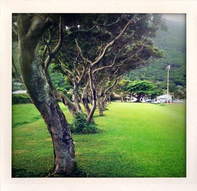 MANOA VALLEY DISTRICT DOG PARK - Updated December 2025 - 19 Photos & 21 ...