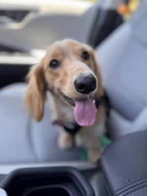 HAPPY PAWS SALON CANINO - Updated September 2025 - 39 Photos & 31 ...