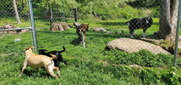 SCOTT’S KENNELS - Updated December 2025 - 22 Photos & 22 Reviews - 9 ...