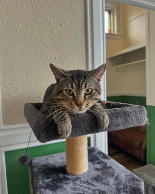 MR. KITTY’S CAT CAFE & BOUTIQUE - Updated February 2025 - 43 Photos ...