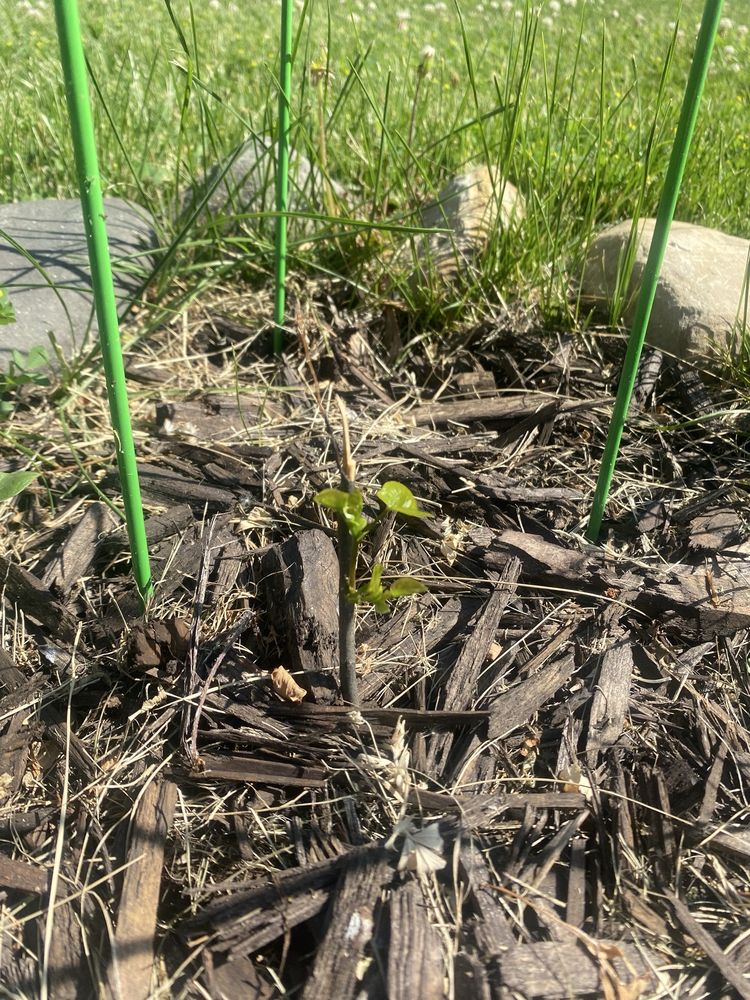 GRECO’S LANDSCAPING AND BRICK PAVING - Updated June 2025 - 612 E Devon ...