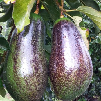 SERENDIB TROPICAL FRUIT FARM - Updated July 2025 - 33 Photos & 21 ...