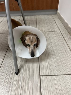 ANIMAL EYE GUYS - FORT LAUDERDALE - Updated November 2025 - 38 Reviews ...