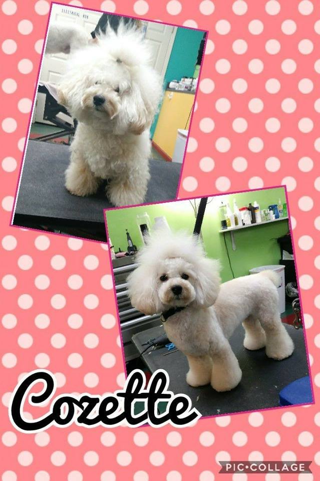 PAW-METTO POOCHES PET SALON - Updated October 2025 - 22 Photos - 21 ...