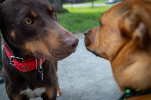 COMO LAKE BARK PARK - Updated December 2025 - 53 Photos - 2220 Como ...