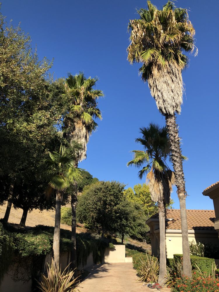 ALEX TREE SERVICE - 123 Photos & 57 Reviews - Walnut Creek, California ...