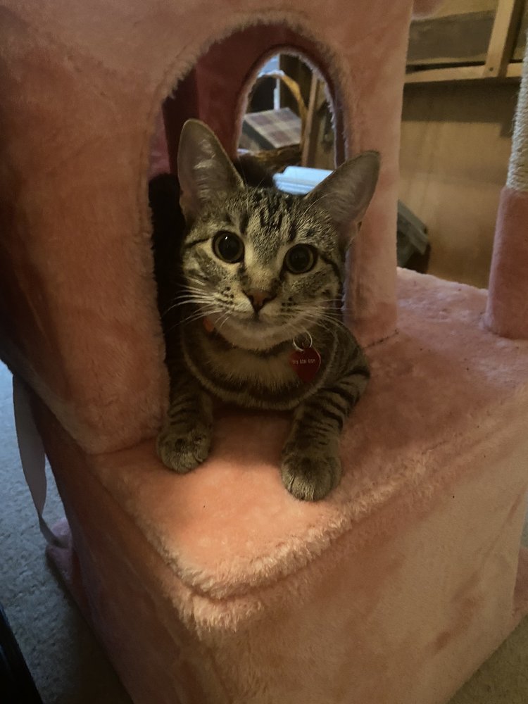 LAWRENCE HUMANE SOCIETY - Updated January 2026 - 20 Photos & 18 Reviews ...