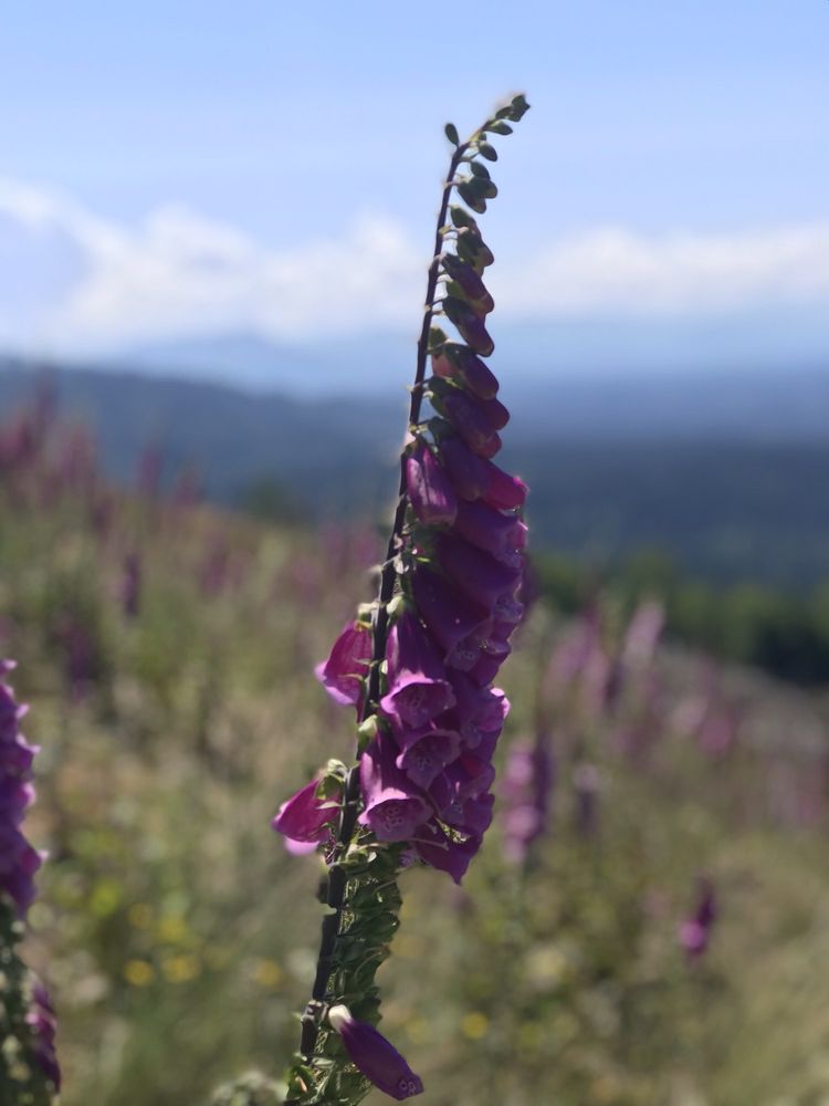 POO POO POINT - CHIRICO TRAIL - 443 Photos & 150 Reviews - Hiking ...