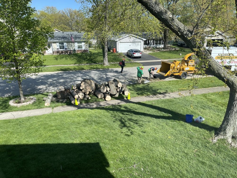 ANDREU TREE SERVICE - Updated September 2025 - Joliet, Illinois - Tree ...
