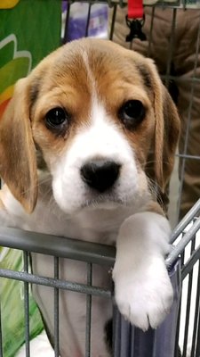 QUEENS RIVER BEAGLES - Updated October 2025 - Exeter, Rhode Island ...
