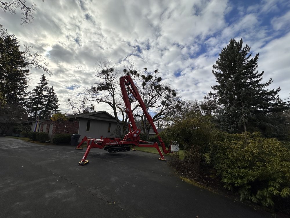 ADVANCED TREE SERVICE AND LANDSCAPING - Updated July 2025 - 45 Photos ...