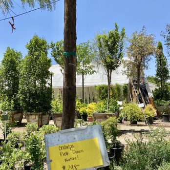 LOUIE’S NURSERY - Updated December 2025 - 122 Photos & 100 Reviews ...