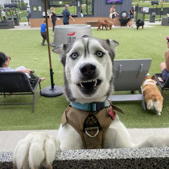 PAWS & PINTS - Updated October 2025 - 169 Photos & 80 Reviews - 6218 ...