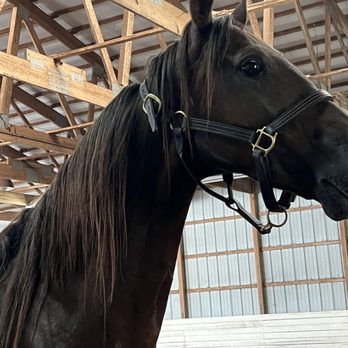 CROSS CREEK STABLES - 75 Photos & 11 Reviews - 2200 NW 192nd St, Edmond ...